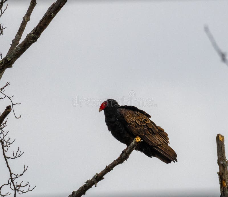 Turkey Vulture Perched on Limb of Tree Stock Image - Image of head ...