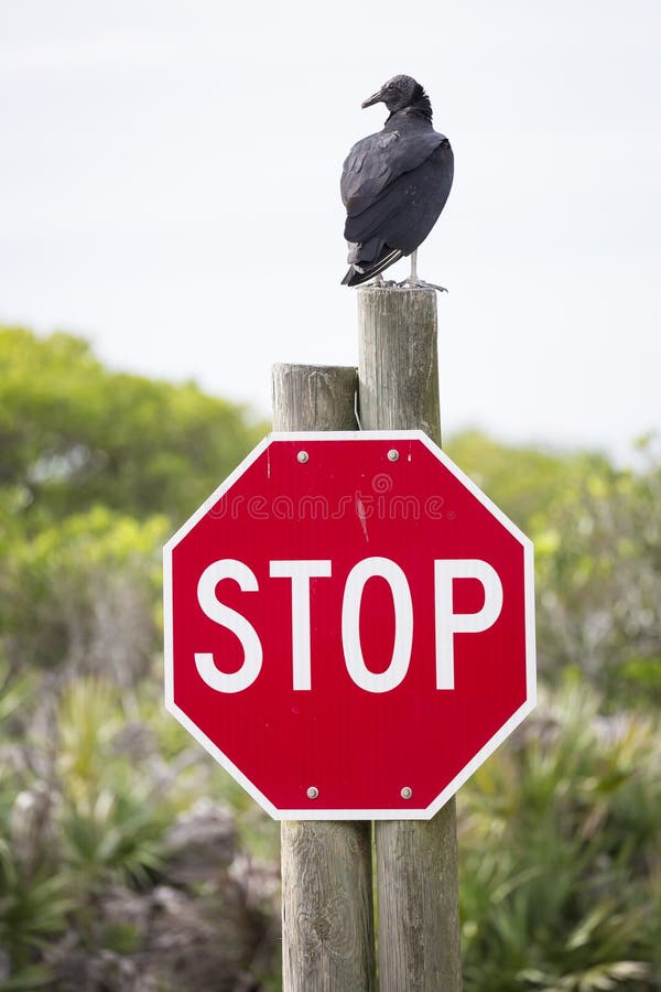 Turkey Vulture Perched on a Stop Sign Stock Image - Image of stop ...
