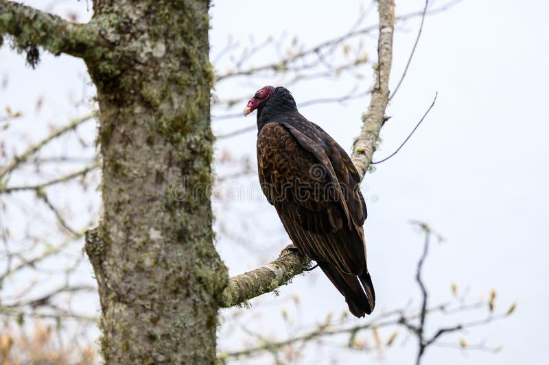 Turkey Vulture Perched on a Tree Branch Stock Photo - Image of perching ...