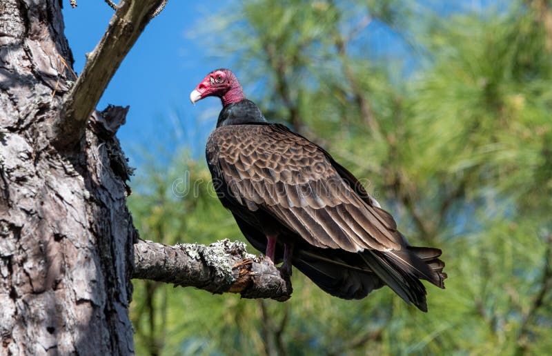 A Turkey Vulture in a Tree. Stock Image - Image of feathers, forest ...