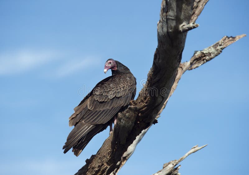 Turkey Vulture Perches on a Tree in Florida Wetlands Stock Image ...