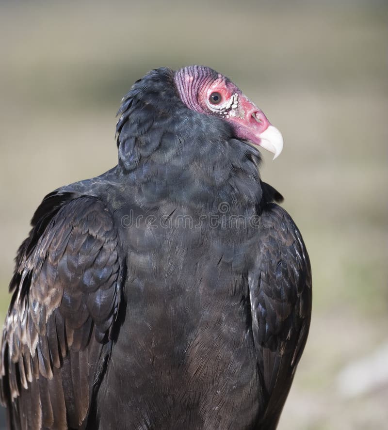 Turkey Vulture stare down stock photo. Image of scary - 2509868