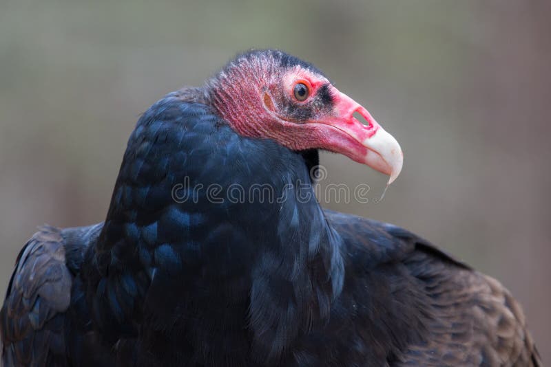 Turkey Vulture Talons stock photo. Image of talons, raptor - 51841630