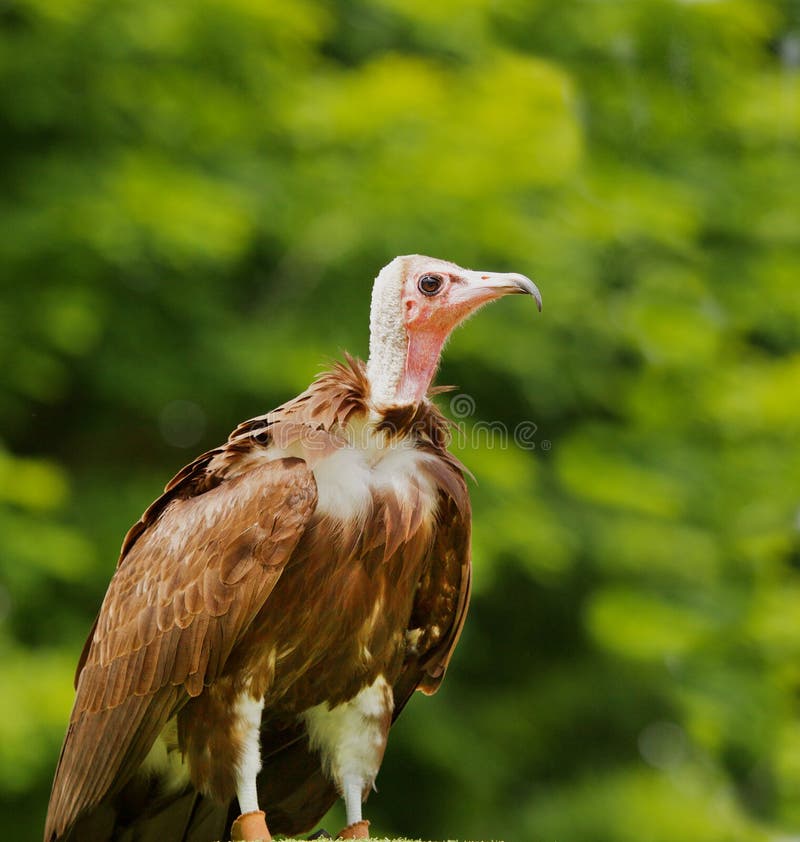 Turkey Vulture Profile stock photo. Image of look, animal - 20452688