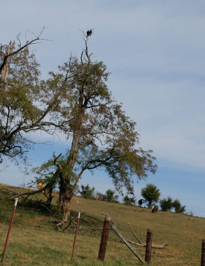 Turkey Vulture stock image. Image of bird, roosting, vulture - 79268079