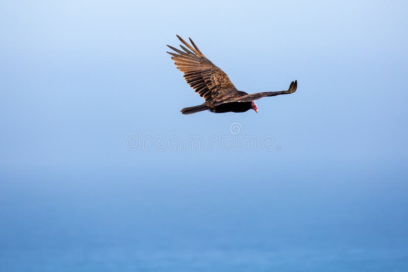 Turkey Vulture Soaring Over the Blue Ocean and in a Blue Sky Stock ...