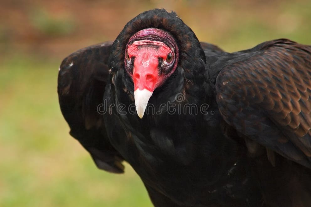 Turkey Vulture stare down stock photo. Image of scary - 2509868
