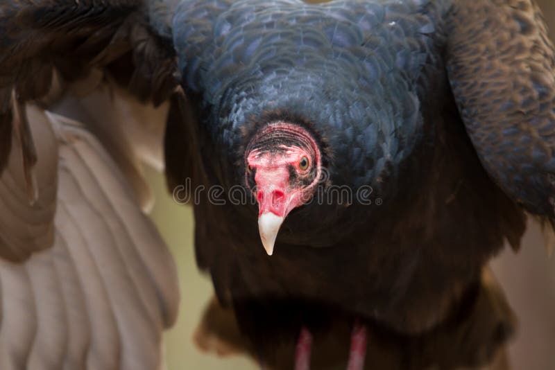 Turkey Vulture Stare stock image. Image of prey, turkey - 51844209
