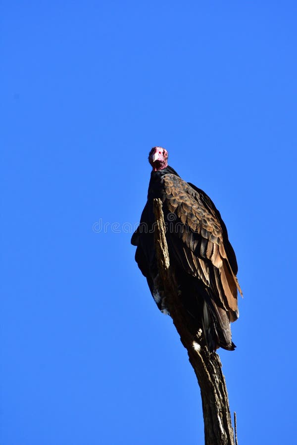 Turkey vulture stare stock image. Image of black, outside - 207057945