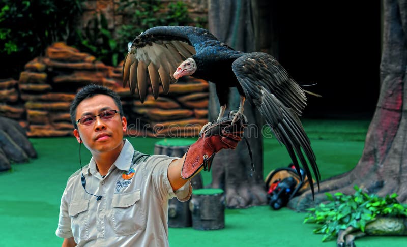 Turkey Vulture with Trainer Editorial Photo - Image of park, wildlife ...