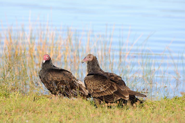 776 Wild Turkey Swamp Stock Photos - Free & Royalty-Free Stock Photos ...