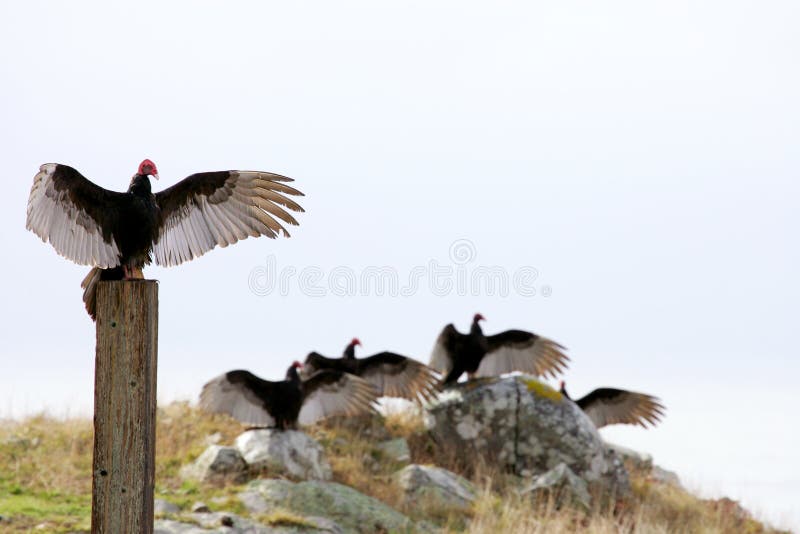 Turkey vultures stock image. Image of flap, beautiful - 2328921
