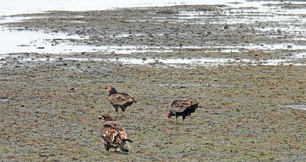 Turkey Vultures Arrive To Challenge Bald Eagle for Fish Carcass Stock ...