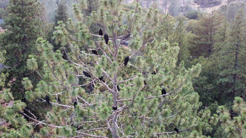 Turkey Vultures in a Tall Sugar Pine Tree Stock Image - Image of pine ...
