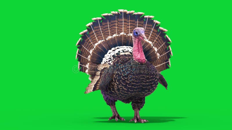 Turkey Walkcycle Green Screen Front Loop Animals 3D Rendering Animation ... Turkey Walkcycle Green Screen Front Loop Animals 3D Rendering Animation ...