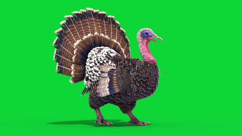 Turkey Walkcycle Green Screen Loop Animals 3D Rendering Animation 4K ... Turkey Walkcycle Green Screen Loop Animals 3D Rendering Animation 4K ...