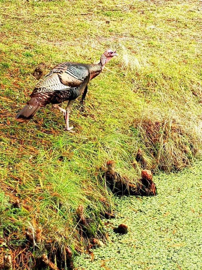 Daddy Turkey stock image. Image of pond, turkey, daddy - 133314595