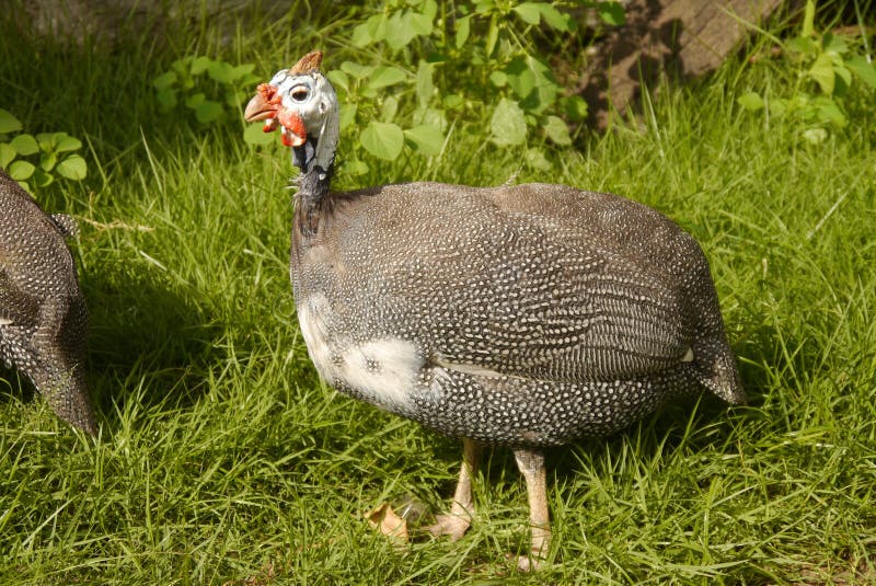 Turkey Walking A Summer Day Stock Image - Image of field, poultry: 34645693