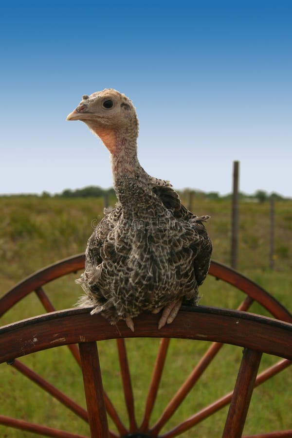 Young Turkey Held by Farmer Stock Photo - Image of fauna, chick: 15225680