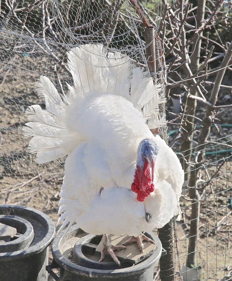Turkey stock image. Image of coop, fanned, farm, thanksgiving - 54375057