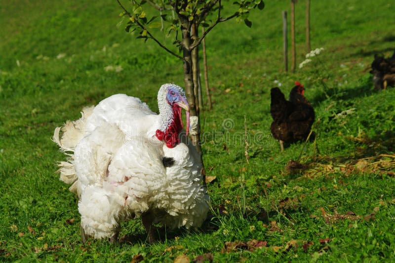 Big Fat Turkey with Red Protuberance Called Wattle or Dewlap on Stock ...