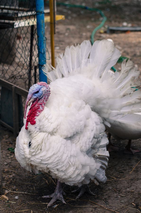 Turkey stock photo. Image of alive, tradition, tranksgiving - 59558898