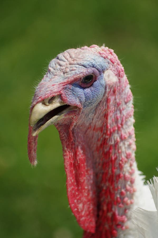 Turkey white portrait 2 stock image. Image of themes - 41705225