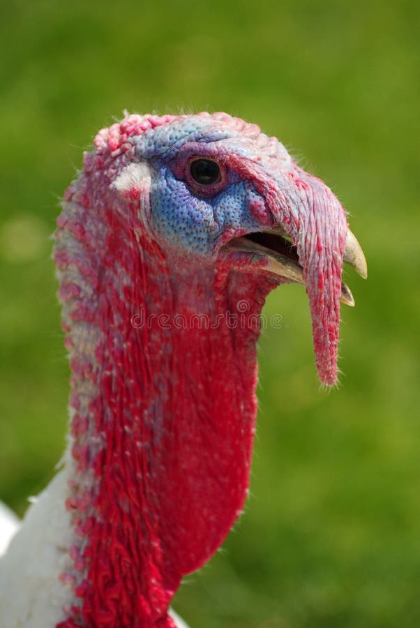Turkey white portrait 3 stock photo. Image of growing - 41705246