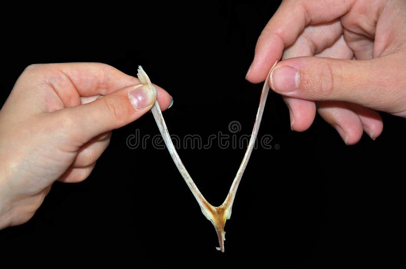Isolated wishbone stock photo. Image of fortune, isolated - 2346554