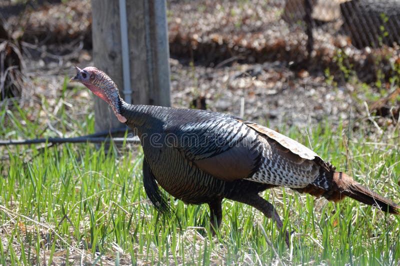 Turkey in the yard stock image. Image of journey, attraction - 116199081