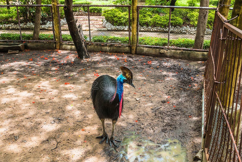 Turkey stock photo. Image of forest, nature, live, cage - 96314160