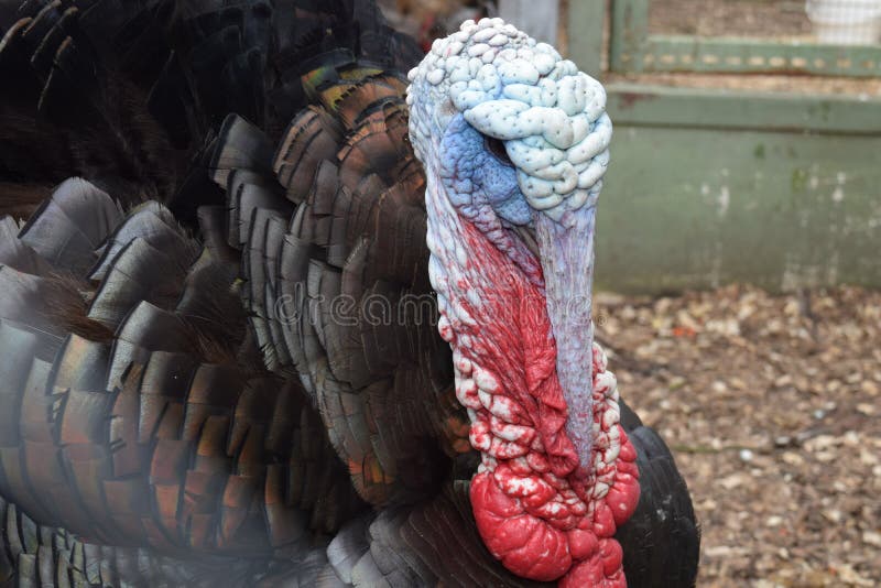 Turkey stock image. Image of cockerel, feather, female - 99145953