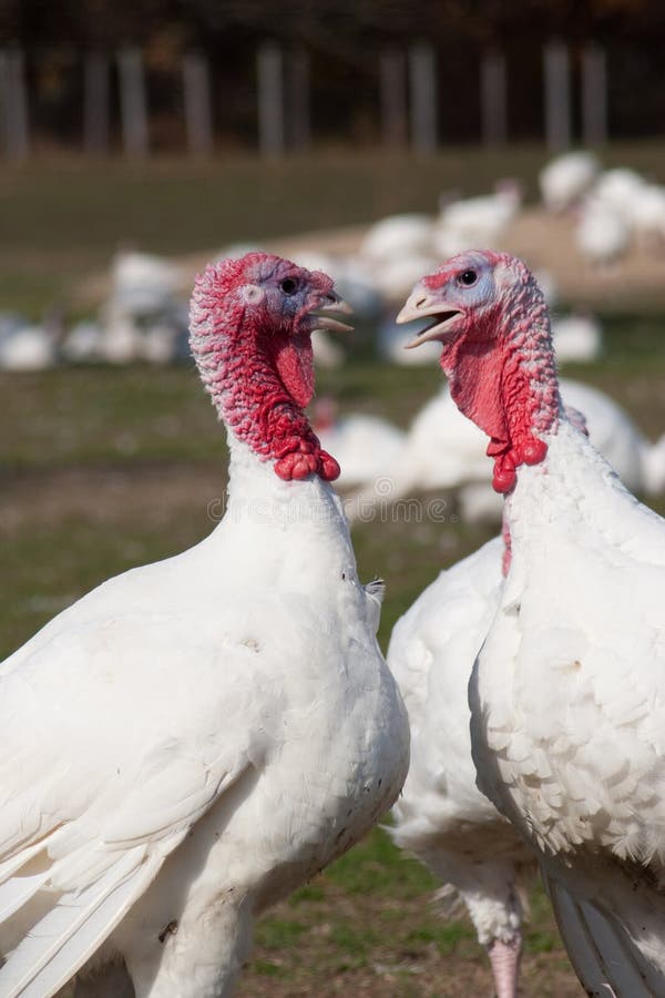 Small turkeys stock photo. Image of chicks, flock, pecking - 31917464