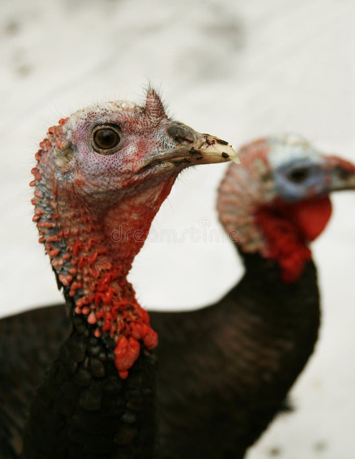 Turkeys stock photo. Image of bird, animal, turkey, turkeys - 8432914