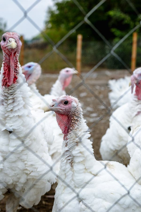Turkeys from Behind a Metal Fence on the Farm Stock Image - Image of ...