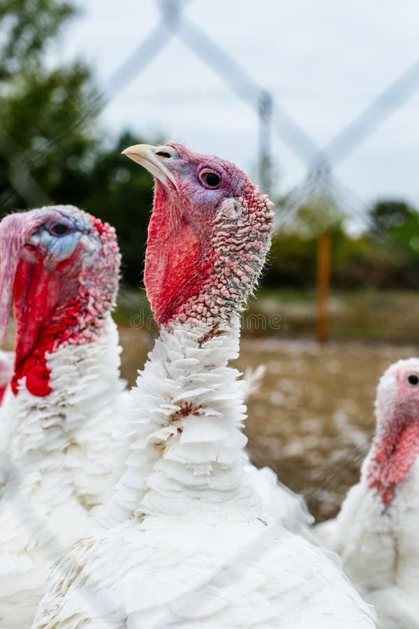 Turkeys from Behind a Metal Fence on the Farm Stock Image - Image of ...