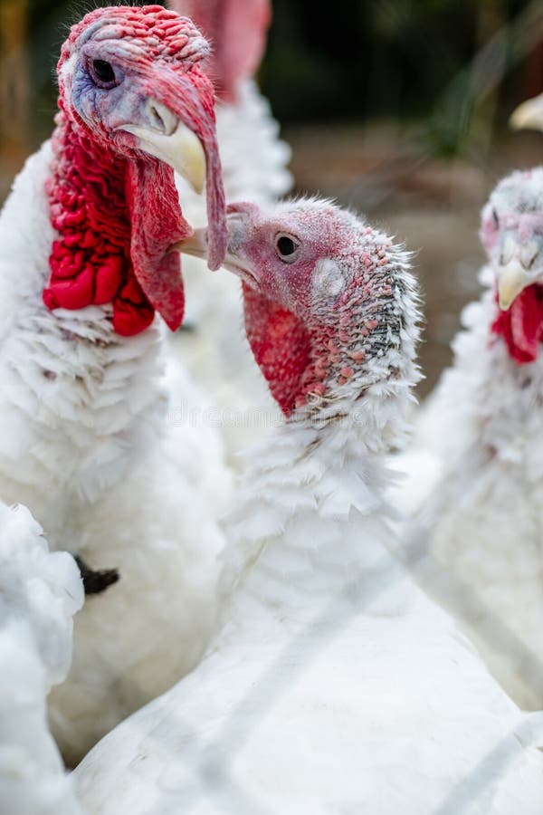 Turkeys from Behind a Metal Fence on the Farm Stock Image - Image of ...