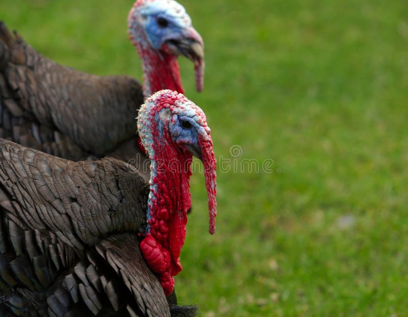 Ugly Turkey stock photo. Image of close, beak, thanksgiving - 580414