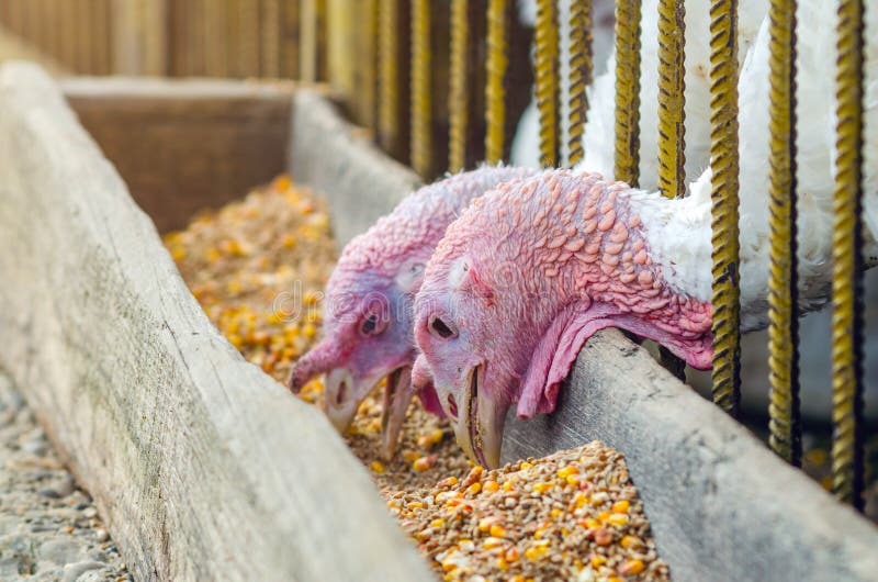 Turkeys Eat Grain in a Poultry Farm Stock Image - Image of poultry ...
