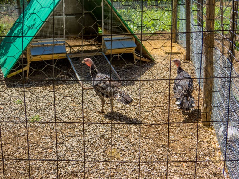 Turkeys farm stock image. Image of cage, turkey, animal - 77326145