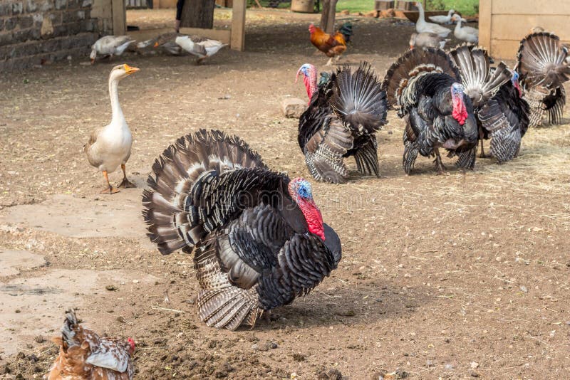 Turkeys in farm yard stock photo. Image of friends, ranch - 88614172