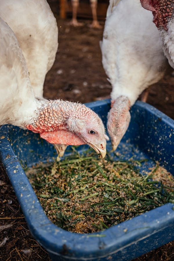 Brood Turkeys Feed and Stroll in the Garden, Large Turkeys Stock Photo ...