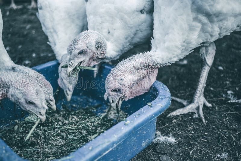 Turkeys on the farm yard stock image. Image of male, food - 98394021