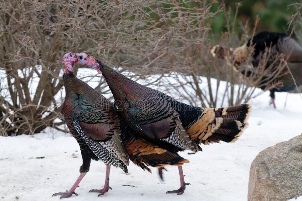 Turkeys fighting stock image. Image of phasianidae, jake - 103258089
