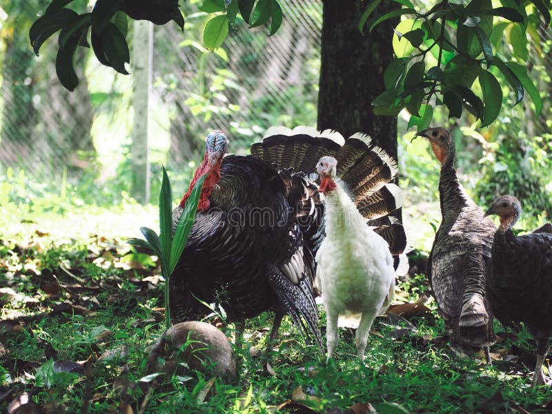Turkeys in the forest stock photo. Image of poultry - 162904226