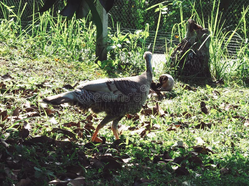Turkeys in the forest stock photo. Image of turkeys - 162904294