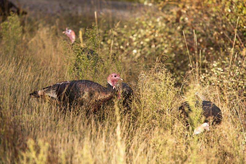 Turkeys in the grass. stock photo. Image of grassy, countryside - 34092830