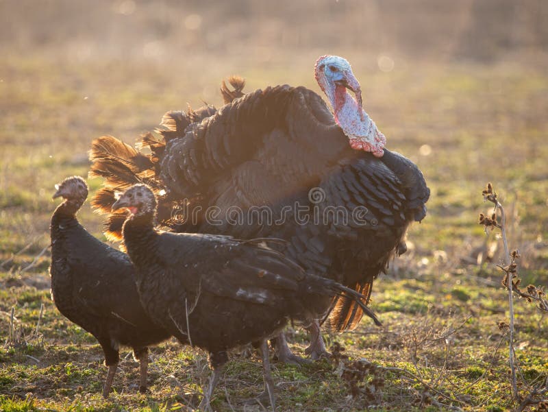 Turkeys Graze in the Meadow in Spring Stock Photo - Image of animal ...