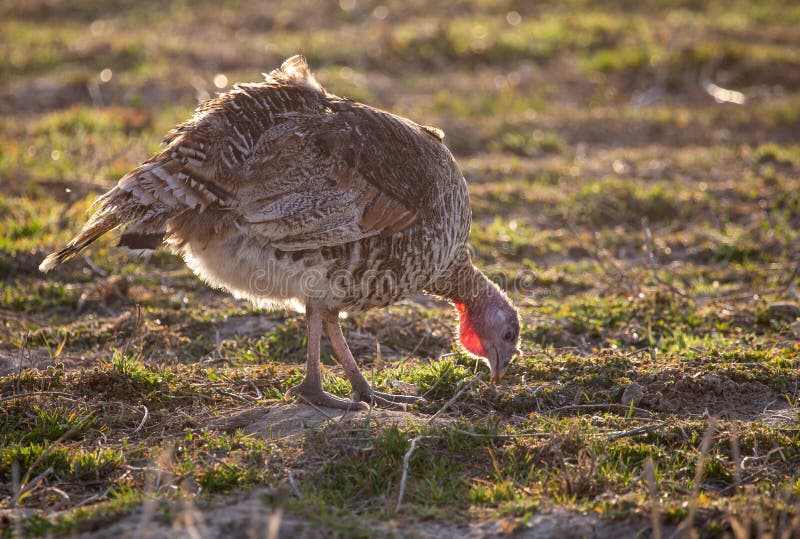 Turkeys Graze in the Meadow in Spring Stock Photo - Image of poultry ...