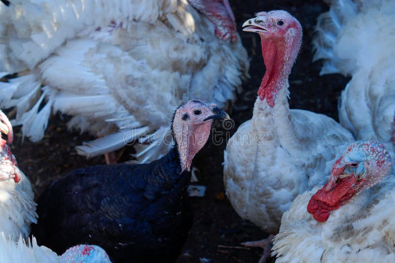 Turkeys on an Organic Farm. Stock Photo - Image of birds, wing: 224354054